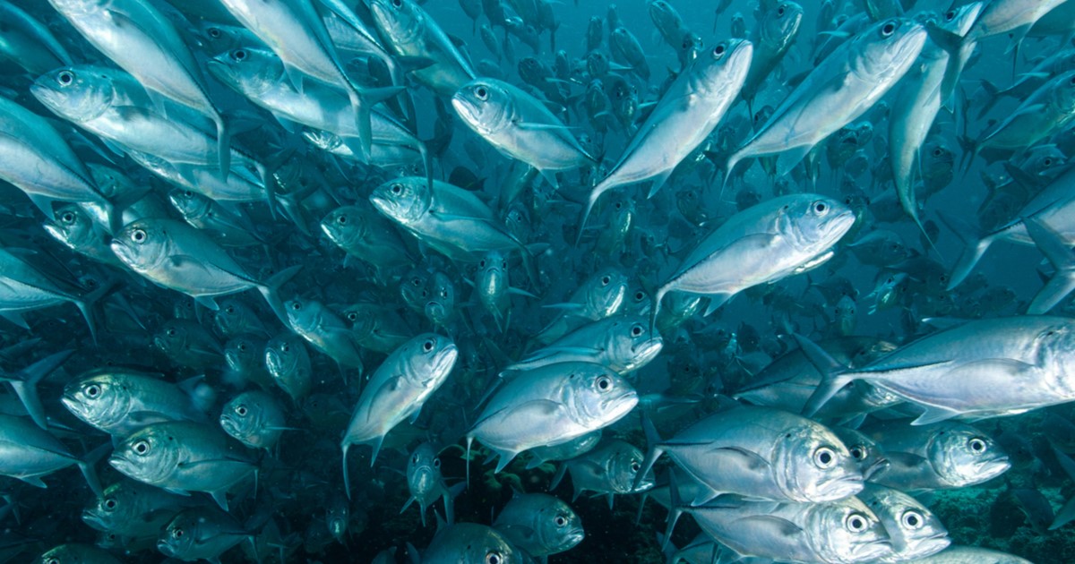 The Magnuson-Stevens Act - Fisheries Forward